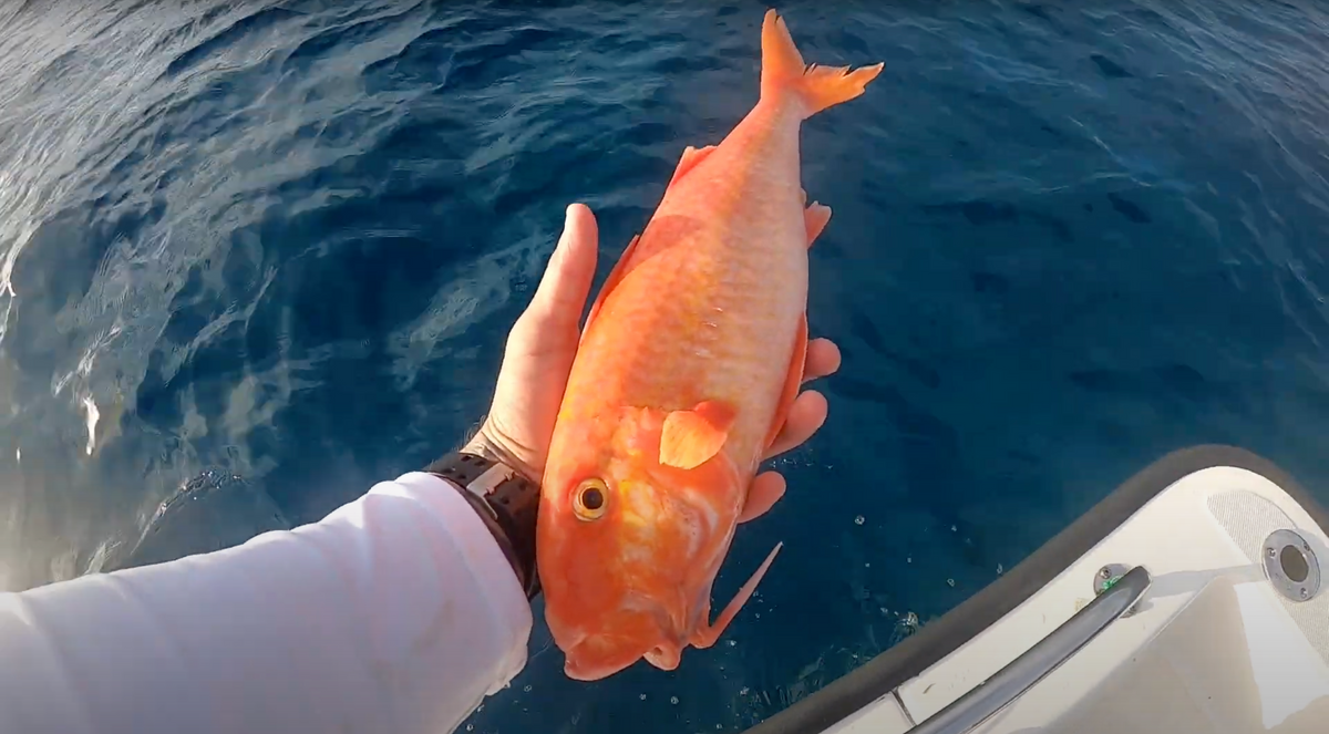 Garlic Black Bean Steamed Weke Nono (Goatfish) – Venture Wetsuits