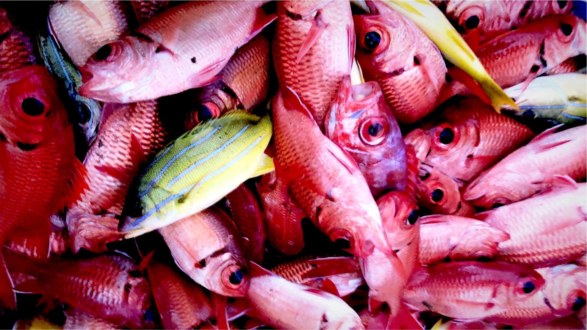 Menpachi Killah (5PK) – Venture Wetsuits